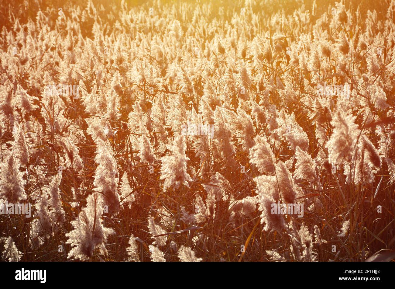 Marsh reeds. Field of yellow fluffy reeds in the daytime Stock Photo ...