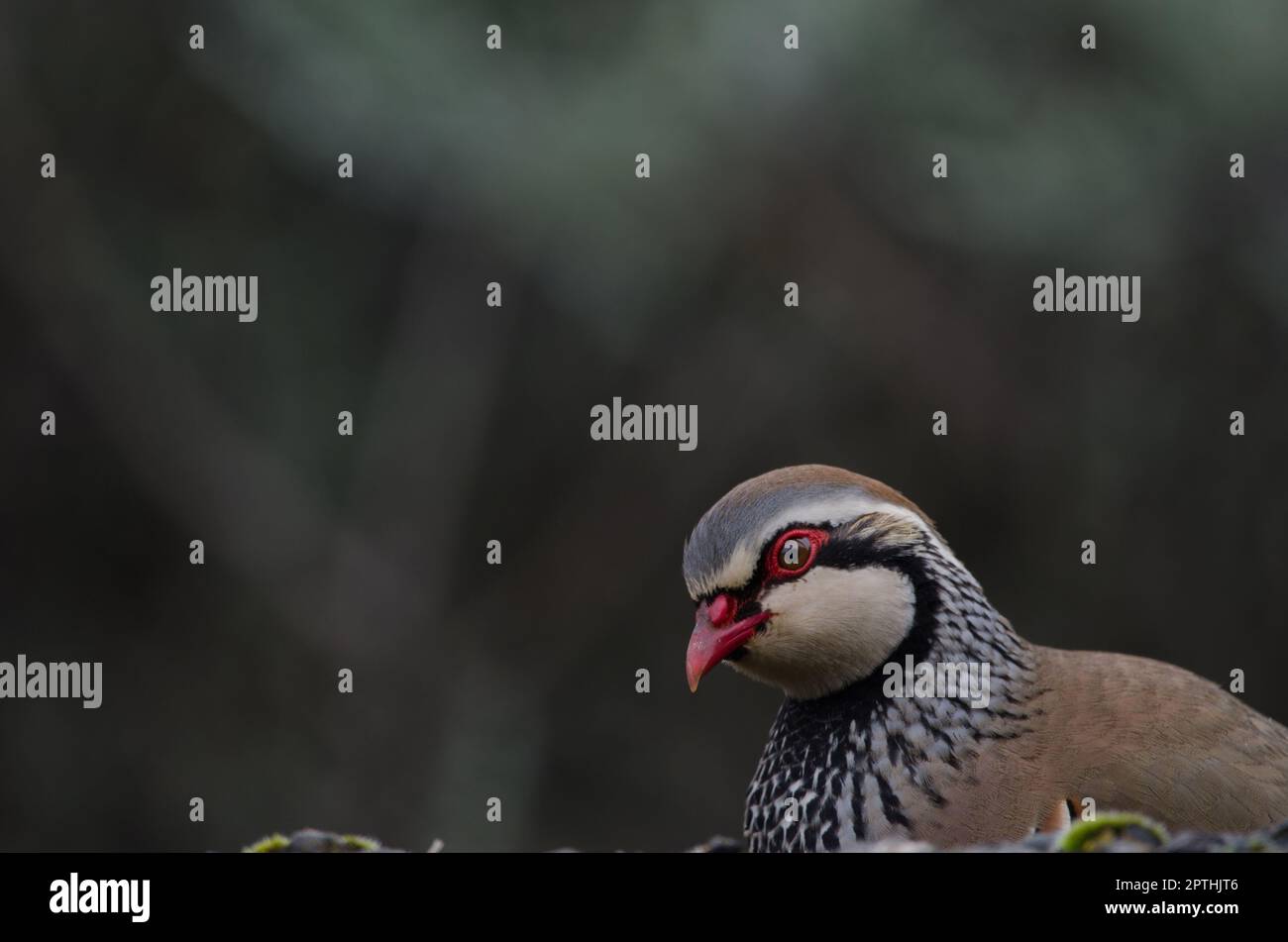 Red-legged partridge Alectoris rufa. The Nublo Rural Park. Gran Canaria ...