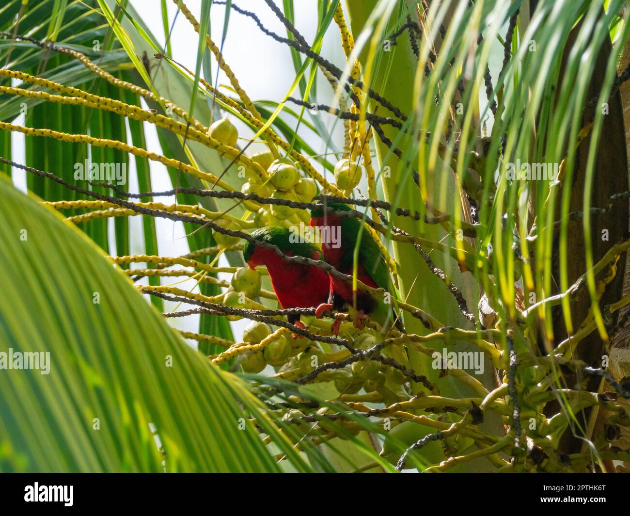 Henderson island pitcairn hi-res stock photography and images - Alamy