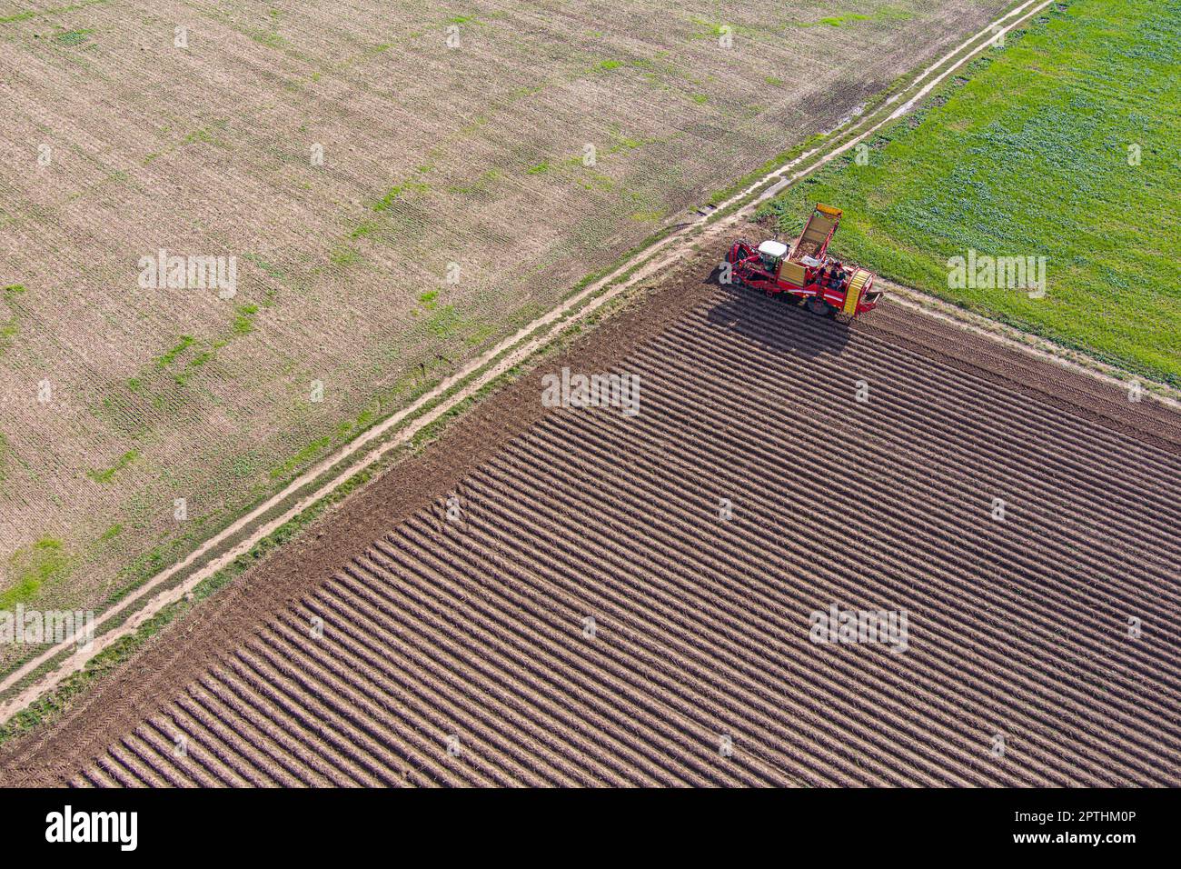 Seasonal harvesting of potatoes from the field in a farm, aerial view ...