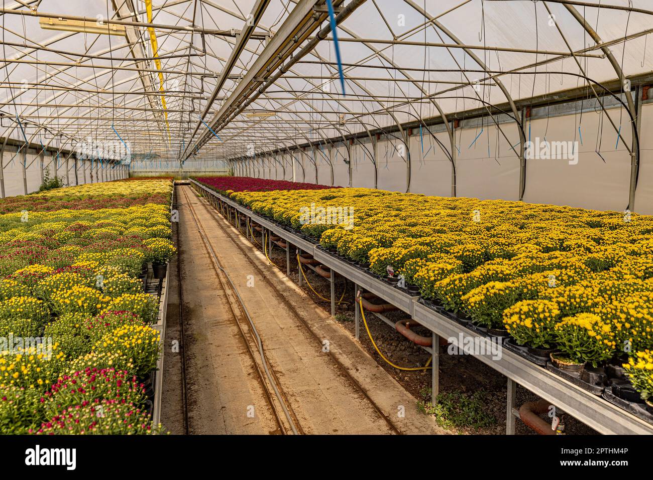 Greenhouse filled with fresh autumn chrysanthemums of different colours ...