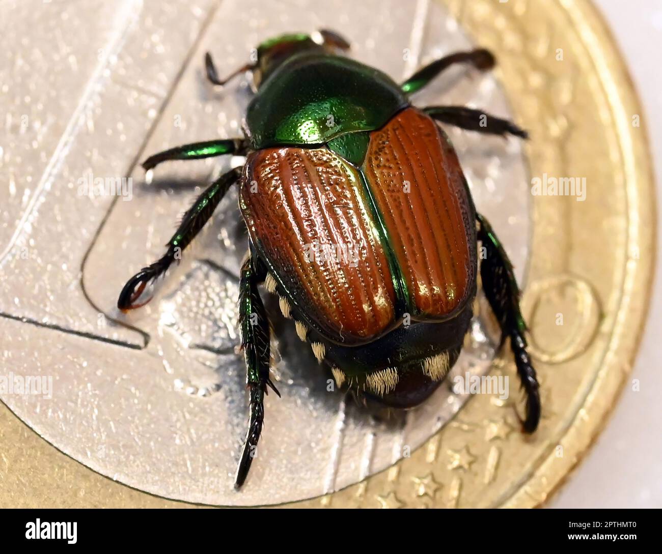 Japanese beetle popillia japonica hi-res stock photography and images ...