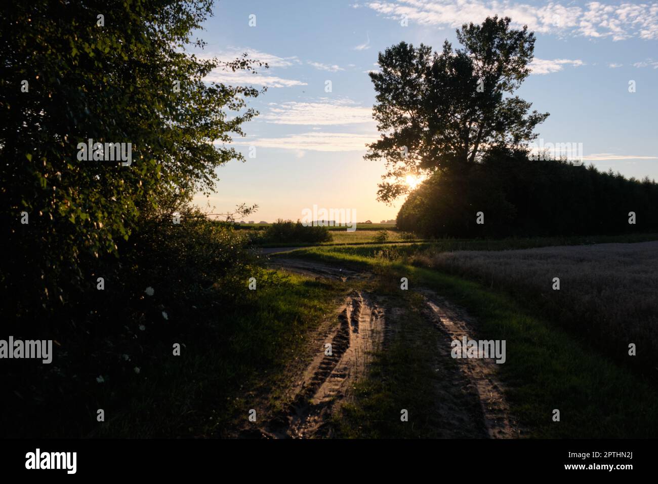 Dirt road in sunset light with some trees around Stock Photo - Alamy
