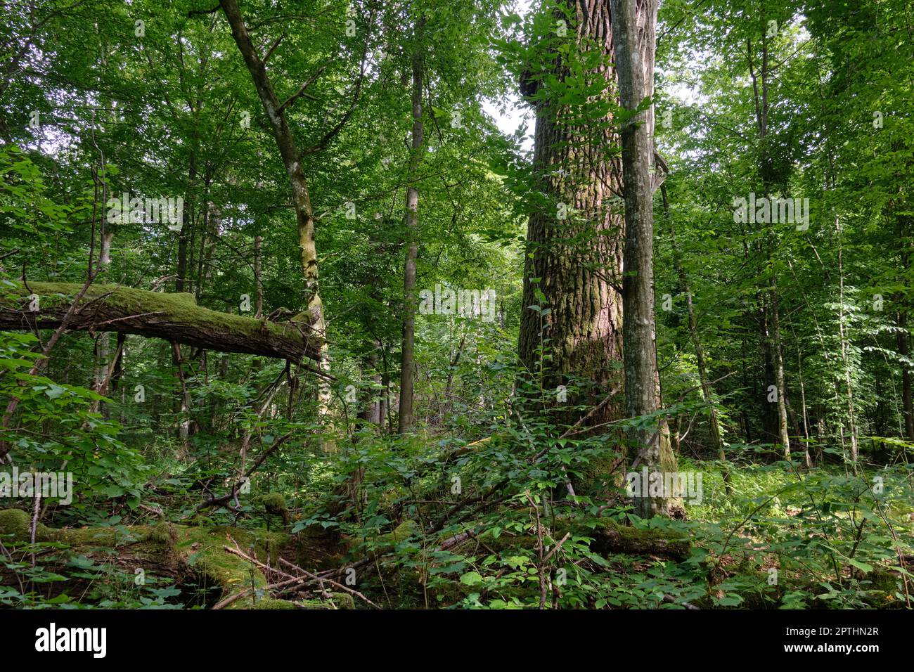 Natural deciduous tree stand with old oak tree and hornbeam around ...