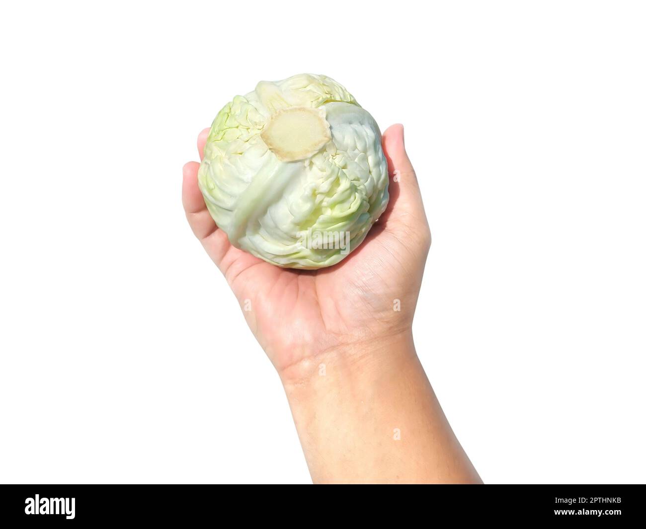 Hand man holds cabbage isolated on white background Stock Photo - Alamy