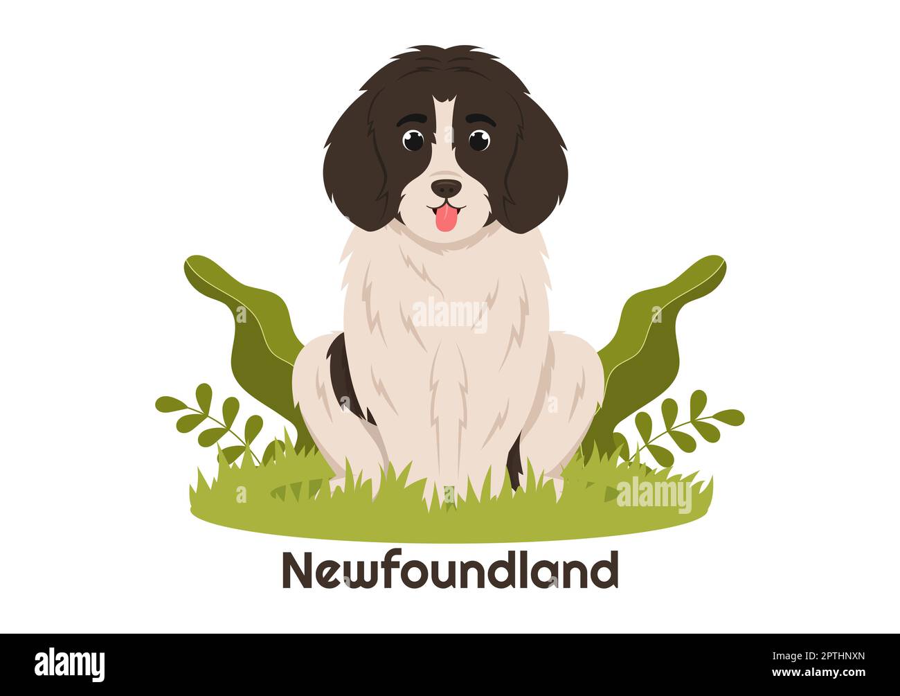 Newfoundland Dog Animals with Black, Brown or Landseer Color in Flat ...