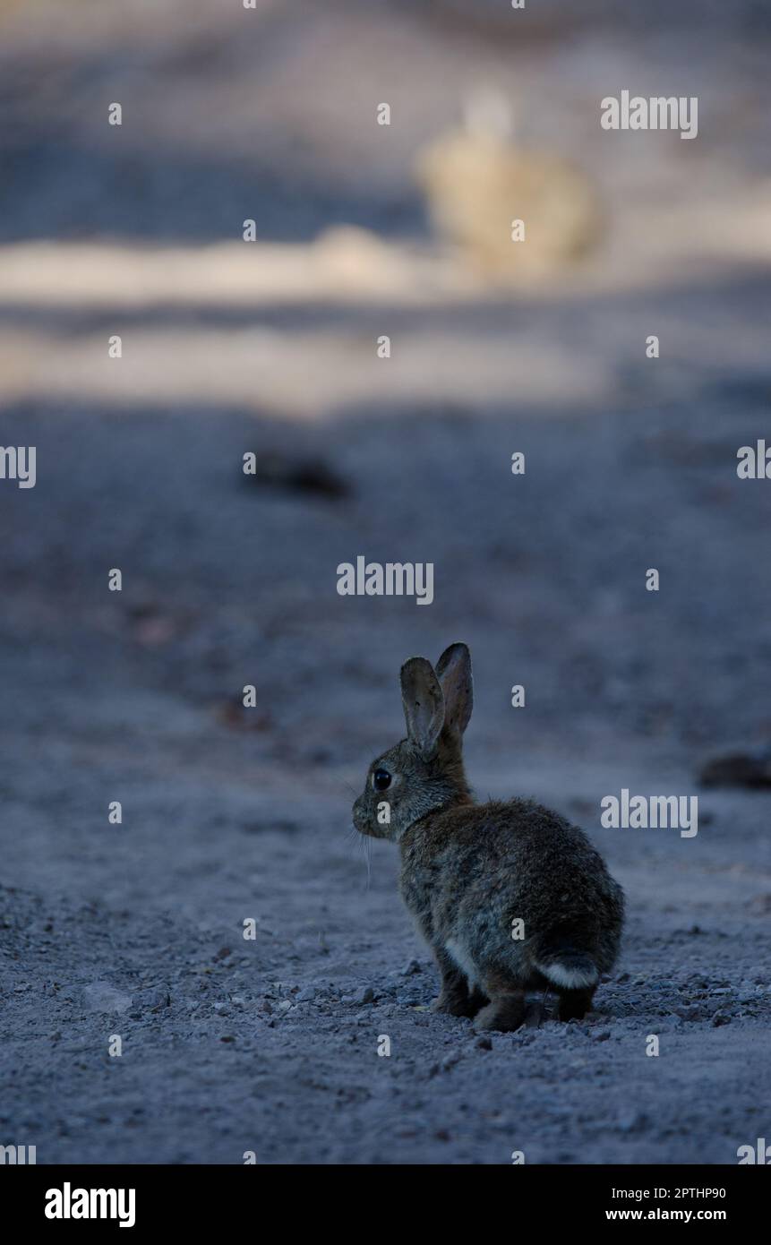 European rabbits Oryctolagus cuniculus. Integral Natural Reserve of ...