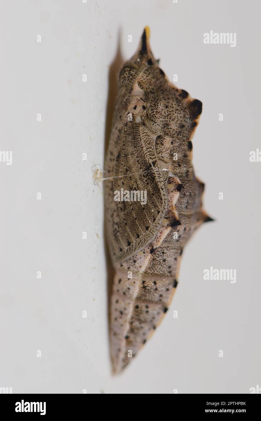 Chrysalis of the large white Pieris brassicae. Cruz de Pajonales ...