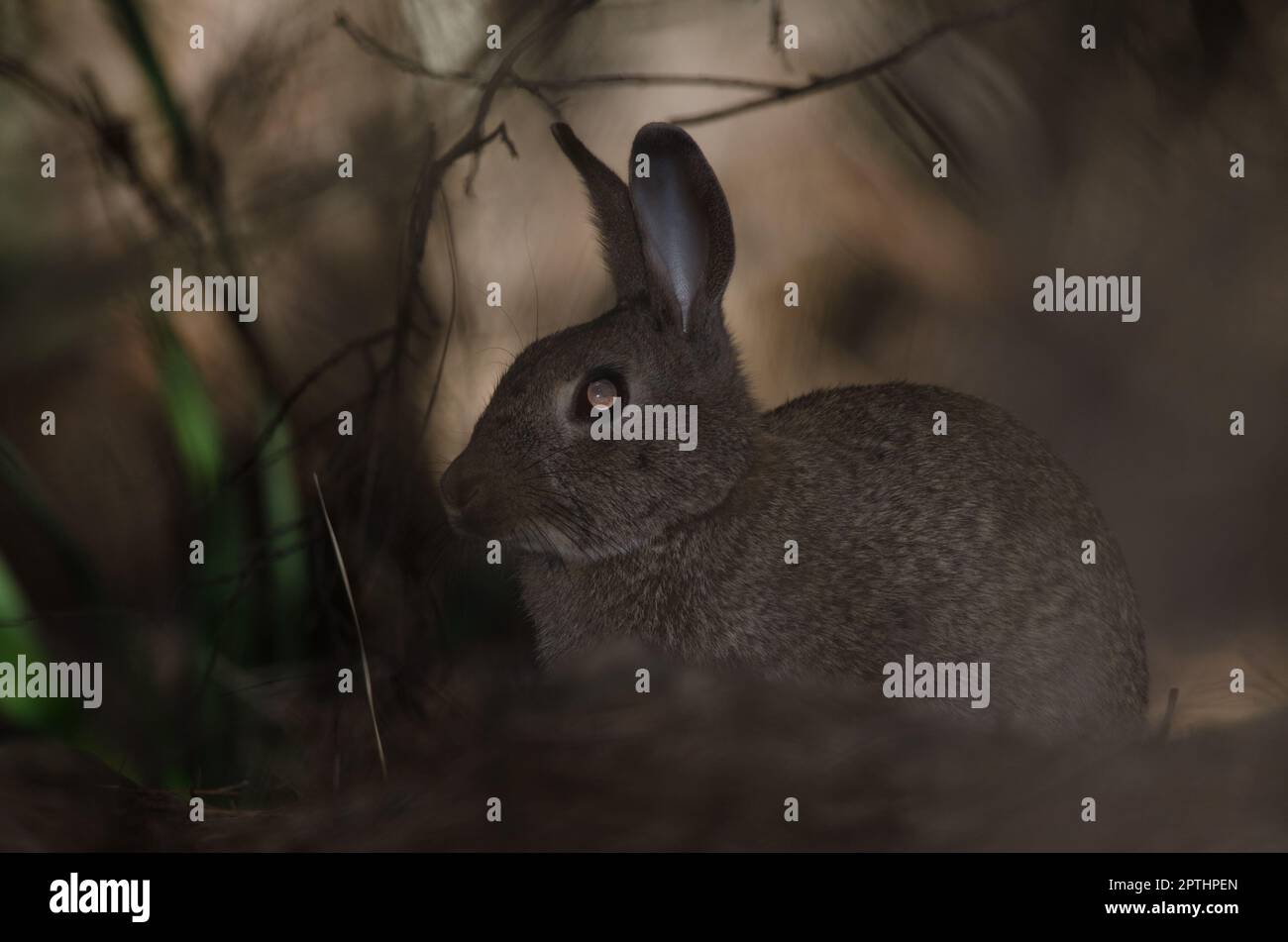 European rabbit Oryctolagus cuniculus. The Nublo Rural Park. Tejeda ...