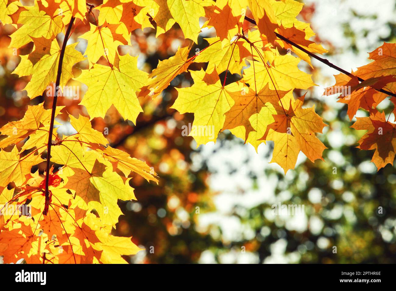 Beautiful autumn background with yellow and red leaves Stock Photo - Alamy