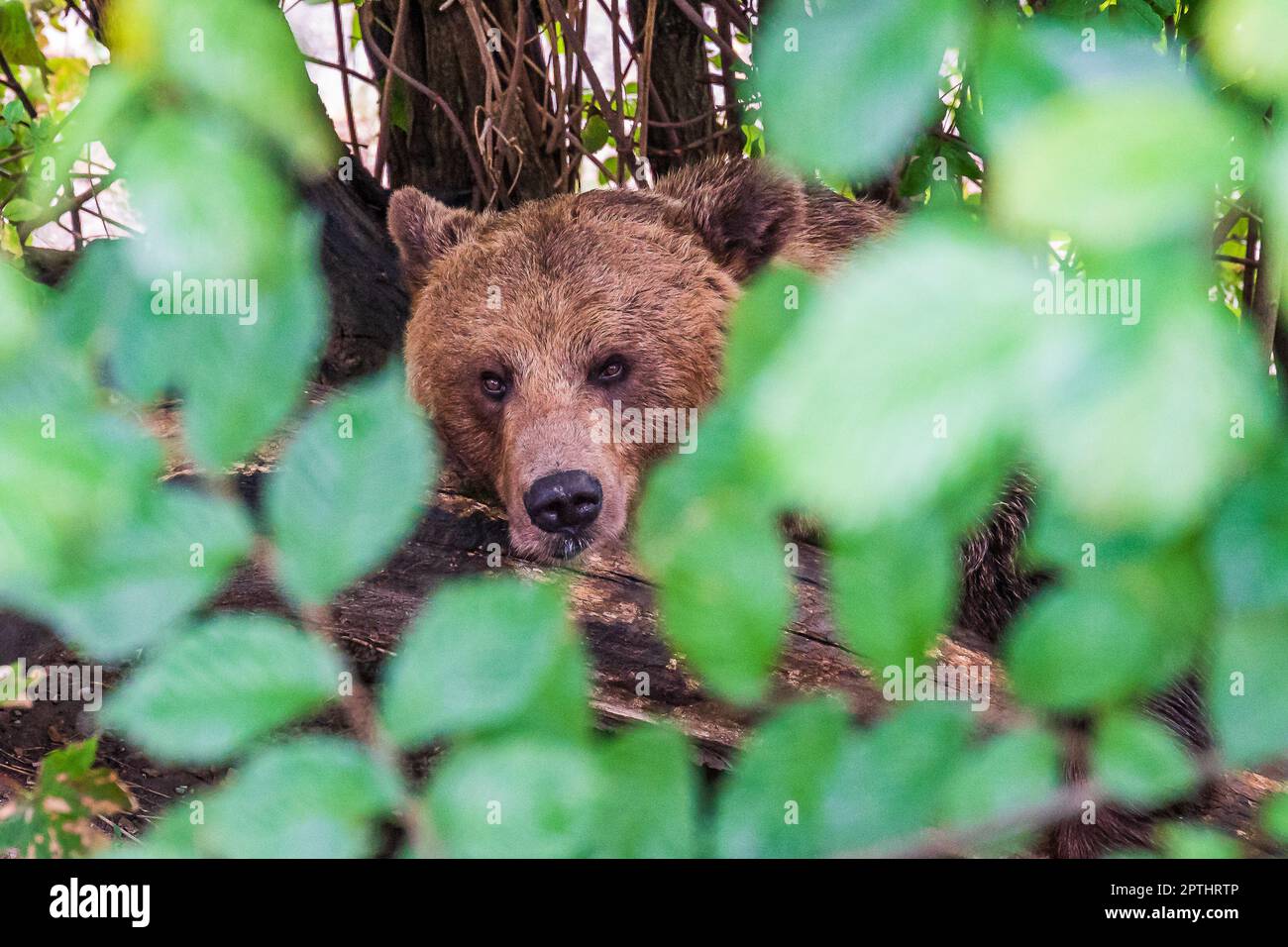 Portrait of a Bear in the Bear Pit or Bärengraben, a tourist attraction ...