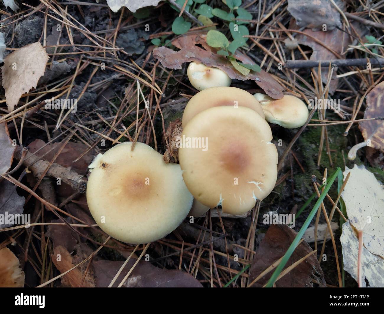 Forest mushrooms grew in the autumn Stock Photo - Alamy