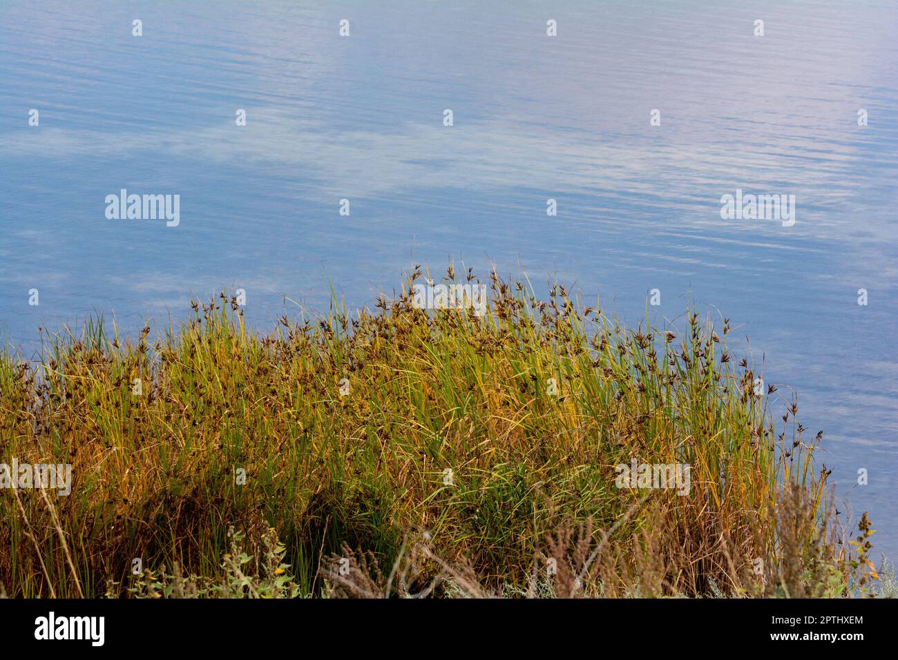 Grasses at the bottom of the picture, on the shore of a lake Stock ...