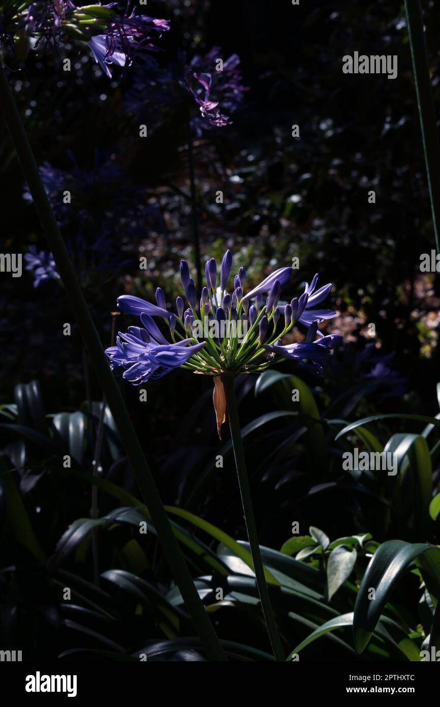 Agapanthus such a colourful plant Stock Photo - Alamy