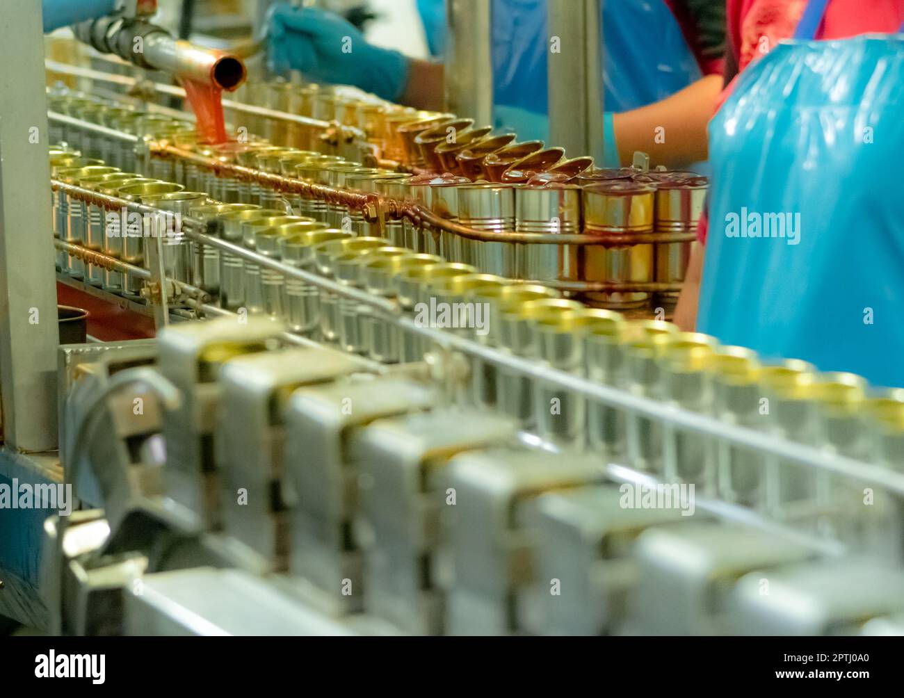 Canned fish factory. Food industry. Sardines in red tomato sauce in ...