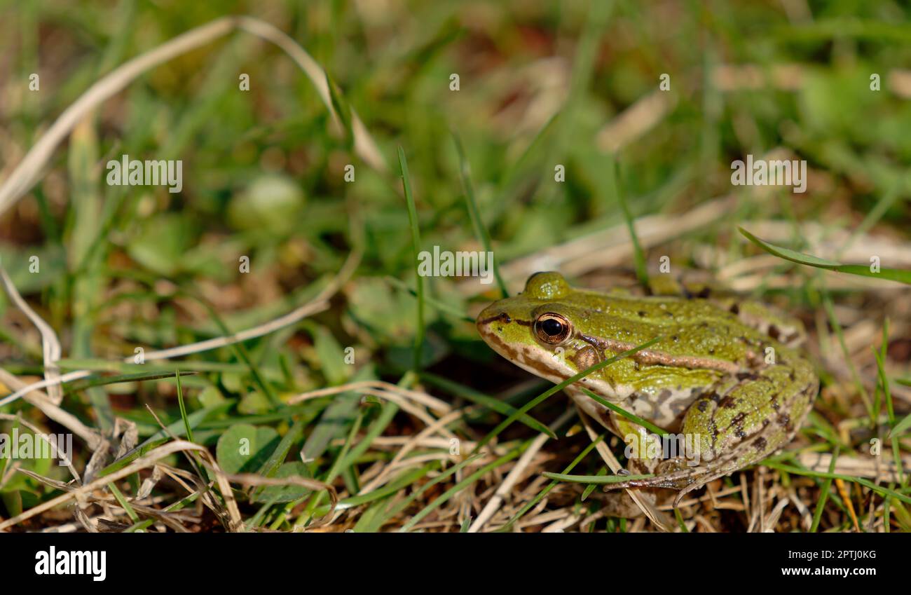 Lower frog hi-res stock photography and images - Alamy