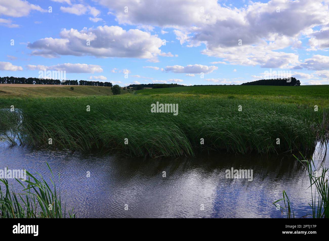 A lot of stems from green reeds grow from the river water under the ...