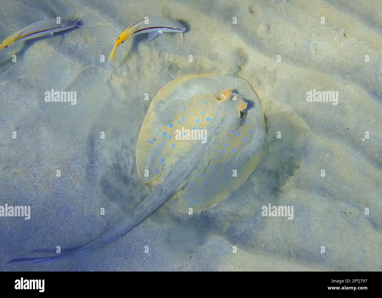 blue spotted ribbontail ray whirls up sand at the bottom of the sea in ...