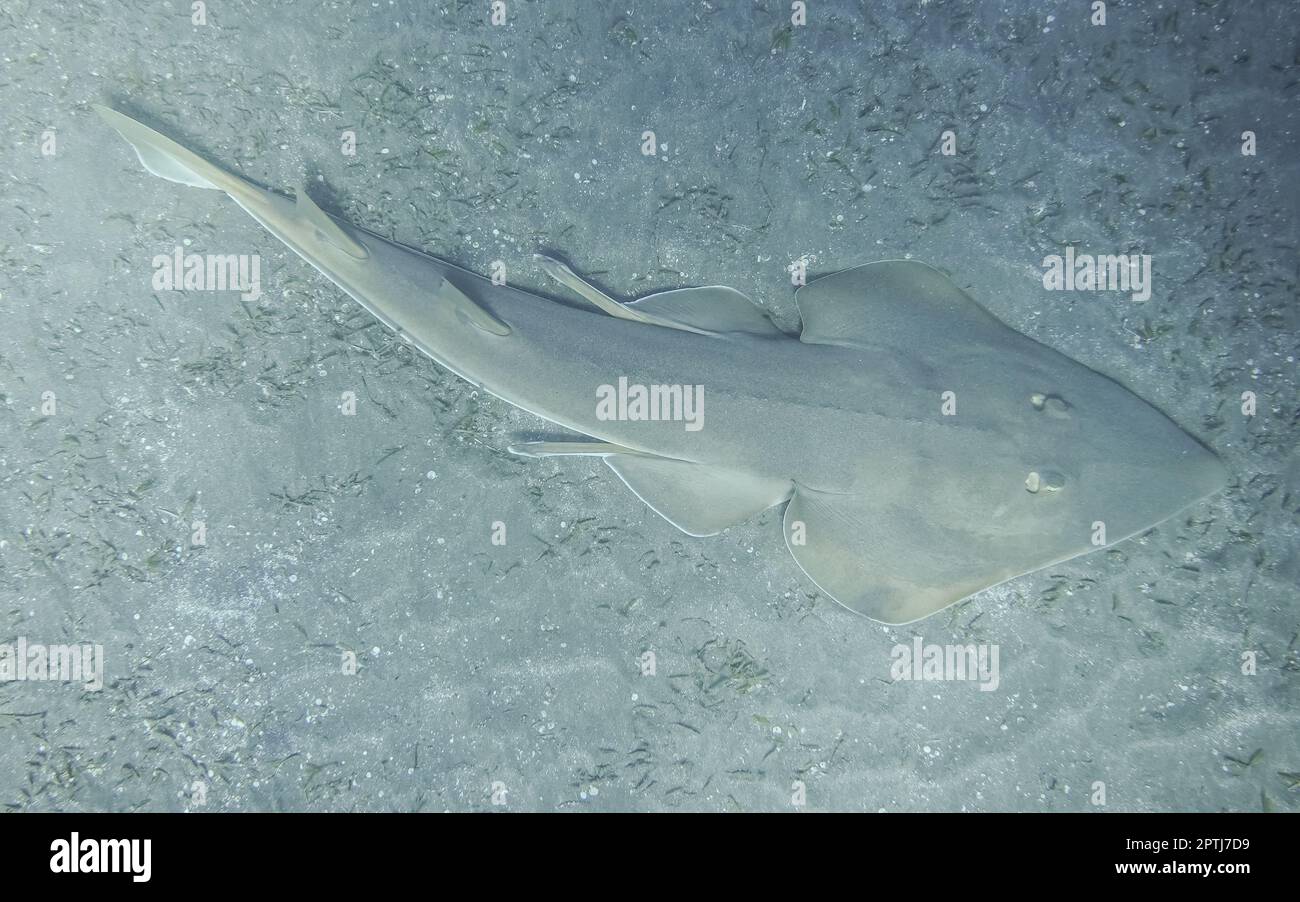 Blue hedgehog egypt hi-res stock photography and images - Alamy