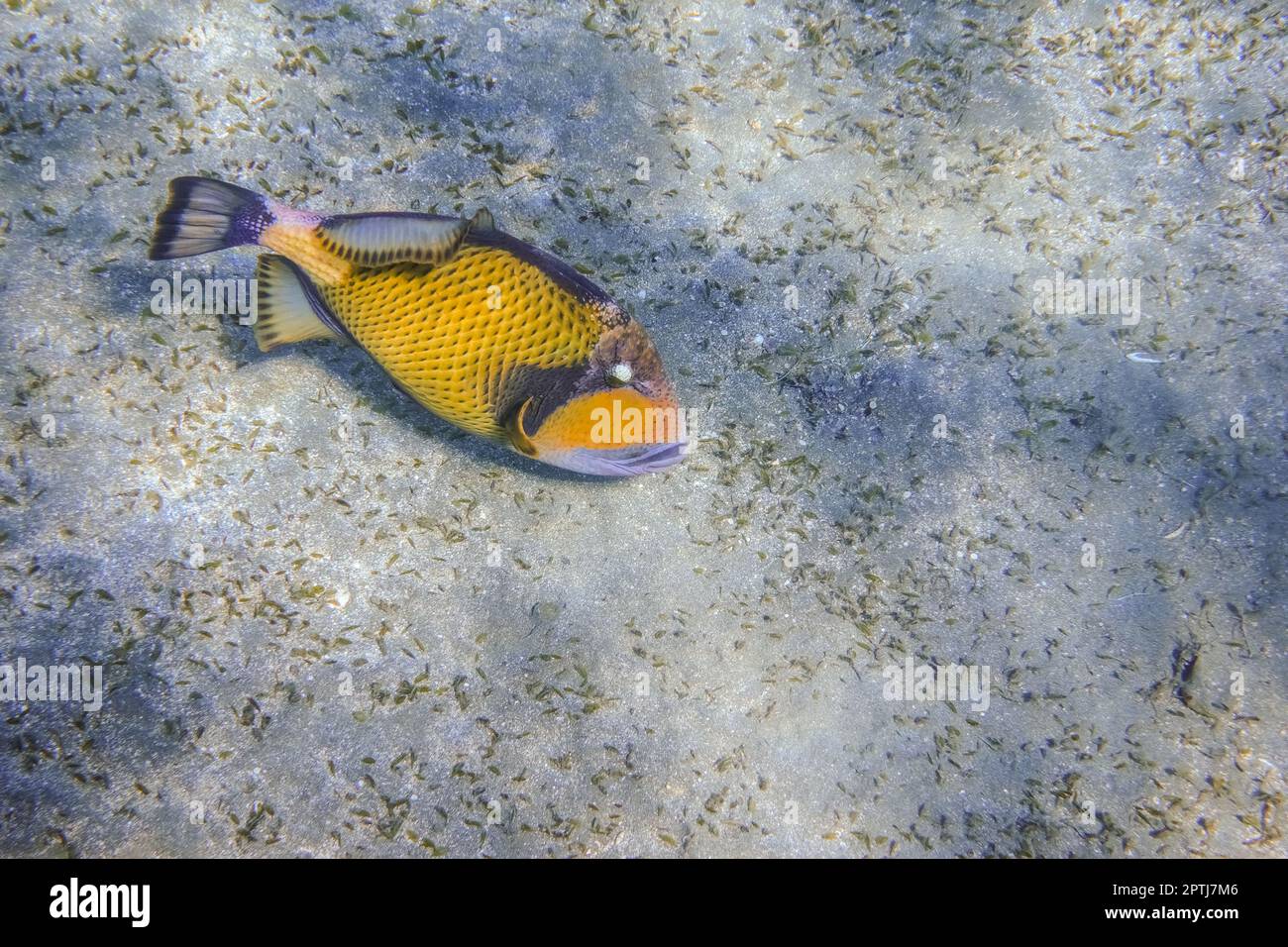 large green trigger fish hovering near the seabed in clear water during ...