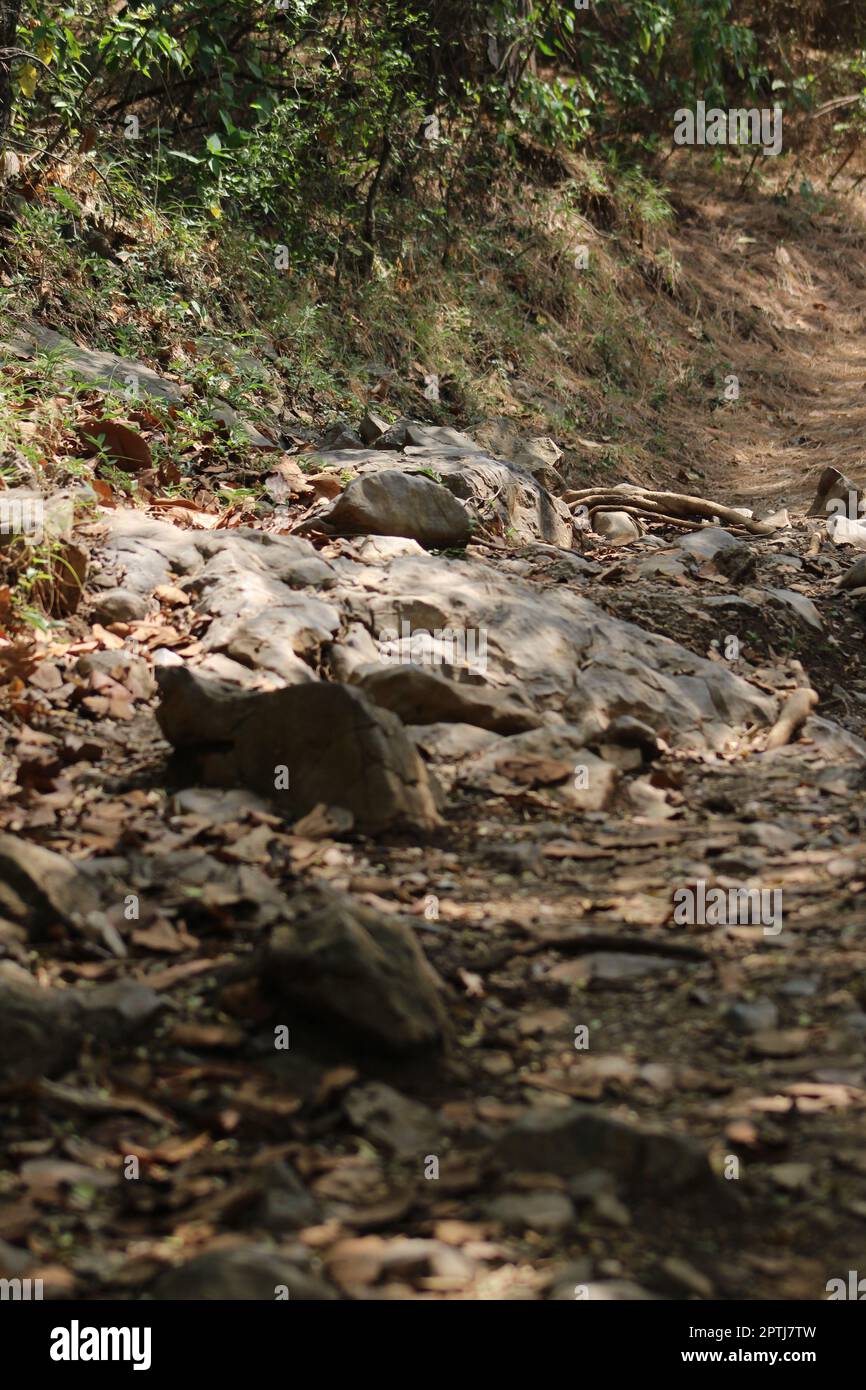beautiful forest path and hiking trail Stock Photo - Alamy