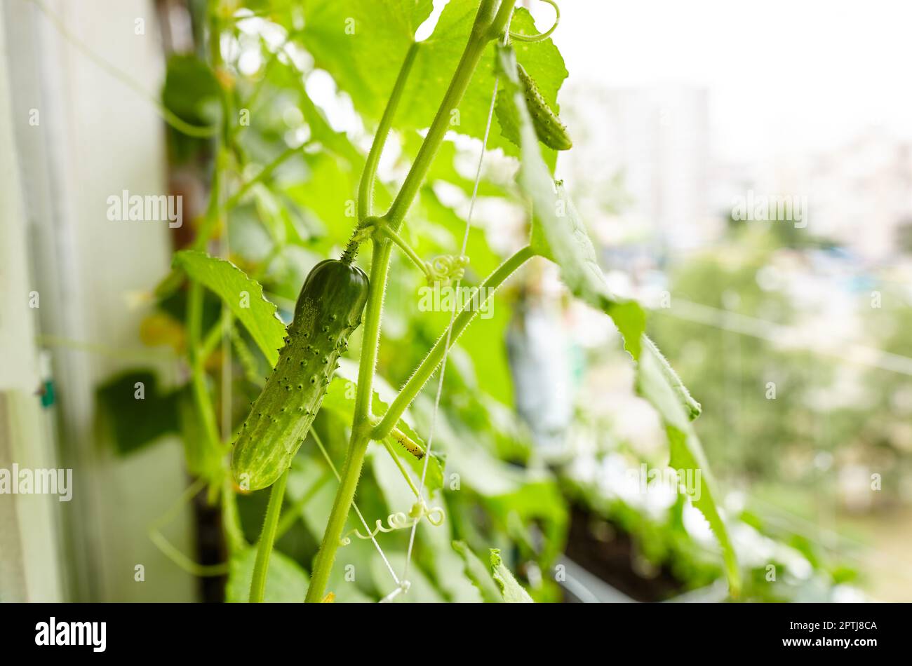 Natural cucumber grows in a greenhouse. Growing fresh vegetables in a ...