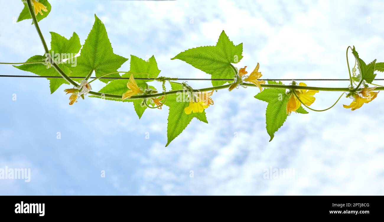 Natural cucumber grows in a greenhouse. Growing fresh vegetables on sky ...