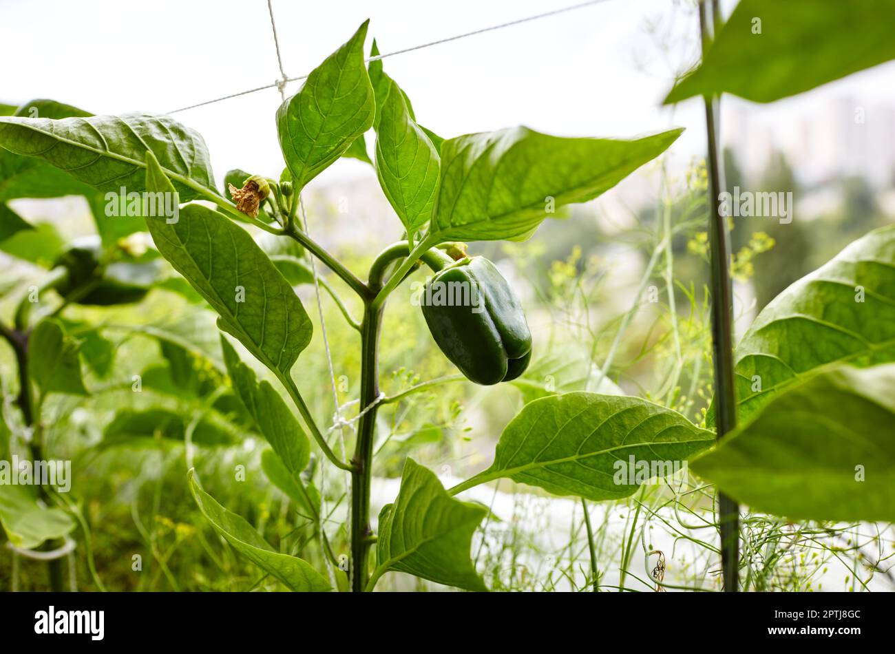 Green peppers grows in a greenhouse. Growing fresh vegetables at farm Stock Photo - Alamy