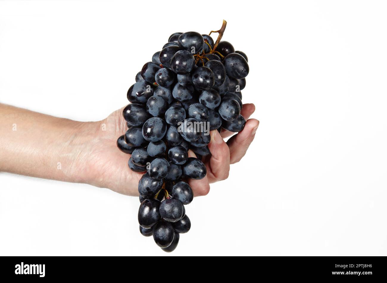 Men's hand holding a bunch of grapes isolated white background. Branch of ripe blue grape, space ...