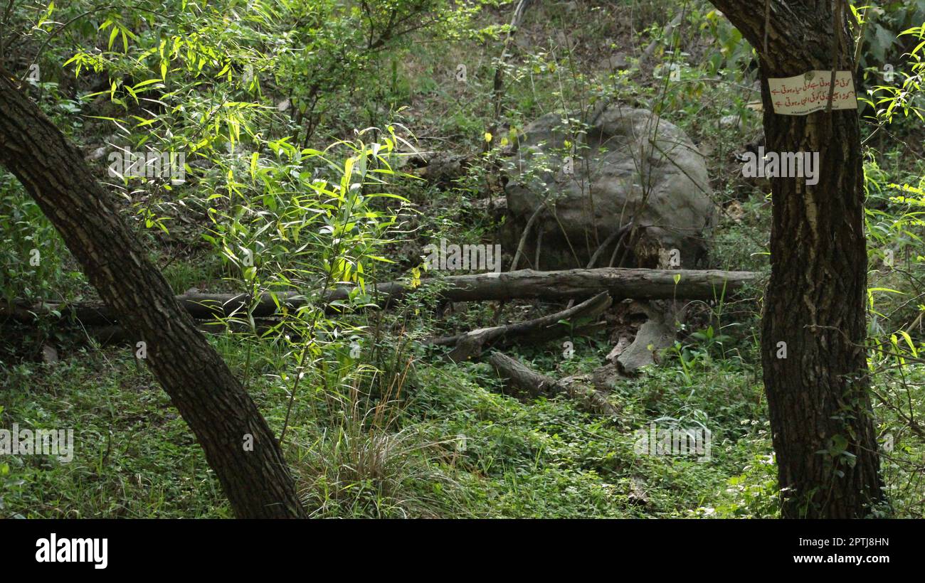 the background of forest tree Stock Photo - Alamy
