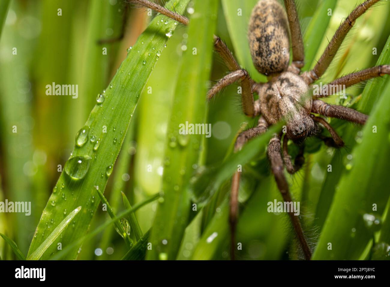 Macro photo of a Eratigena atrica also known as Giant house spider in ...