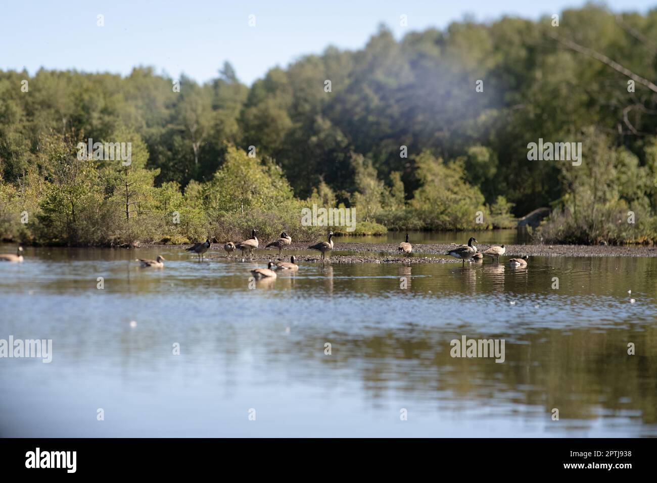 Flock of birds in a small lake Stock Photo - Alamy