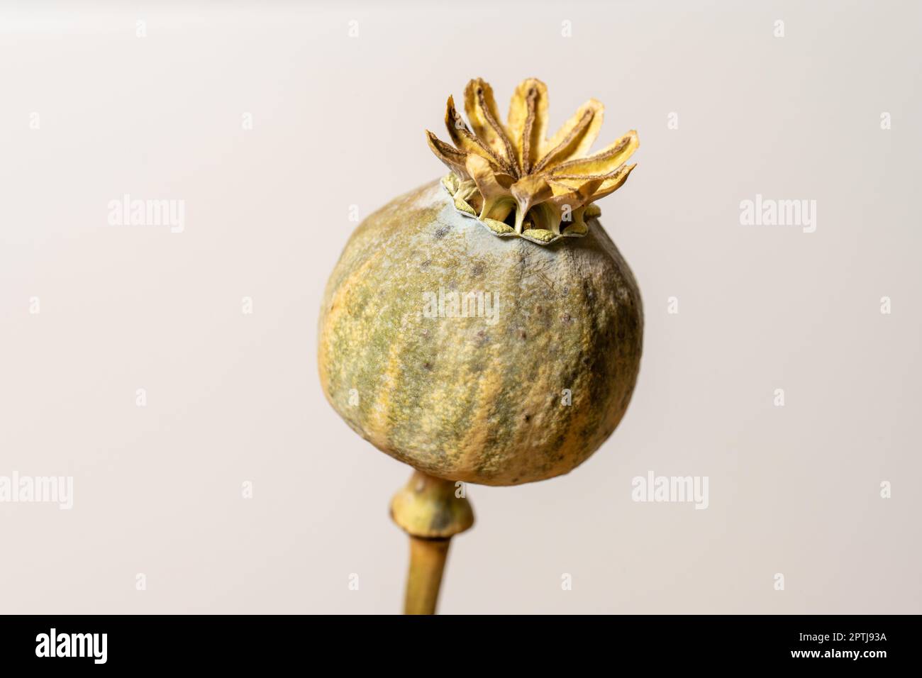 Raw opium field hi-res stock photography and images - Alamy