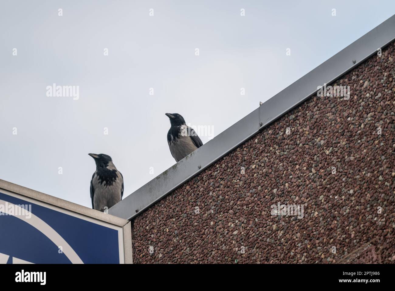 Two birds sitting on big hi-res stock photography and images - Alamy