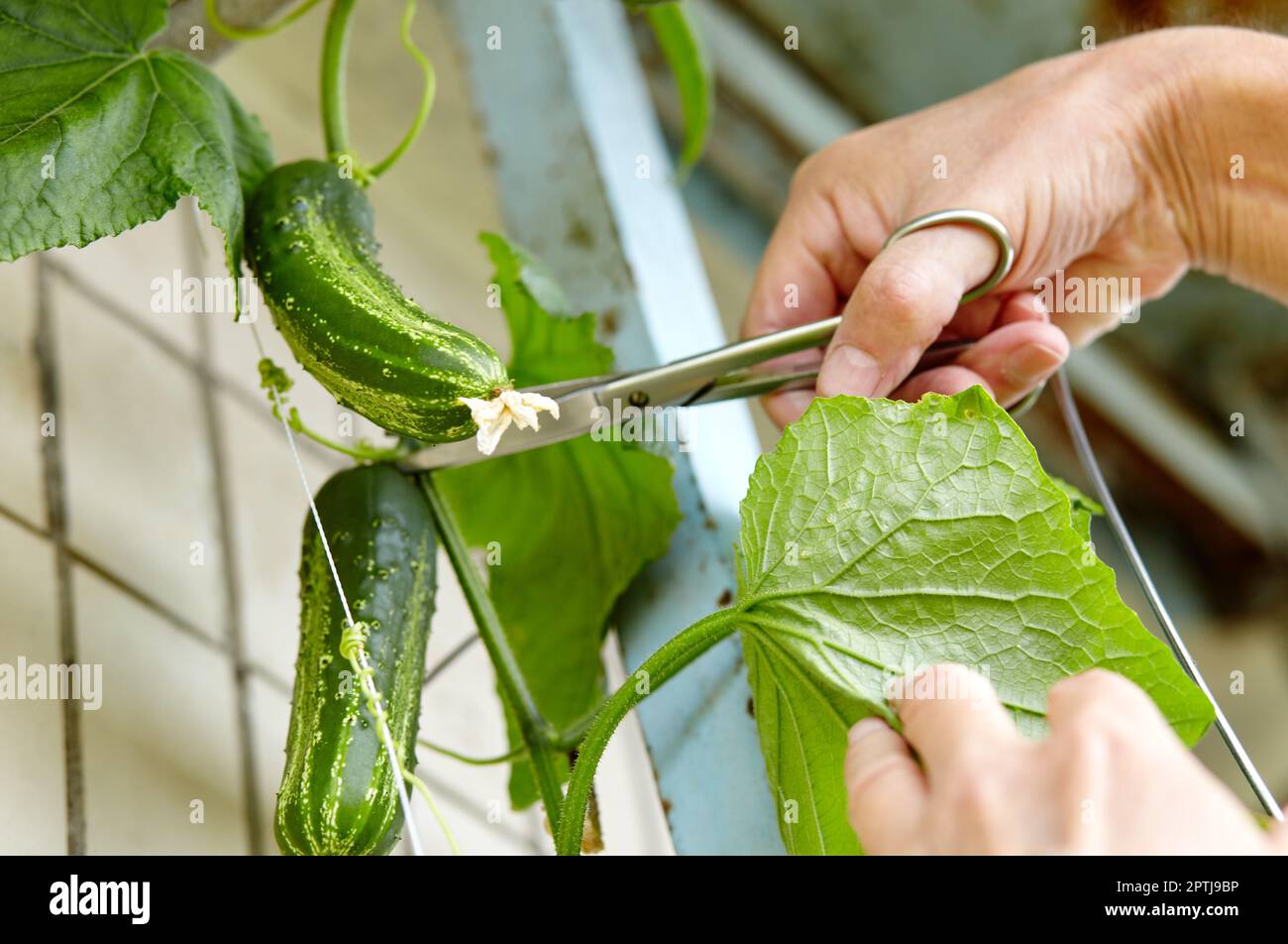 Men's hands harvests cuts the cucumber with scissors. Farmer man ...