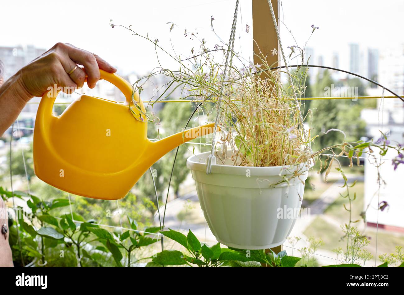 Man gardening in home greenhouse. Men's hands hold watering can and ...