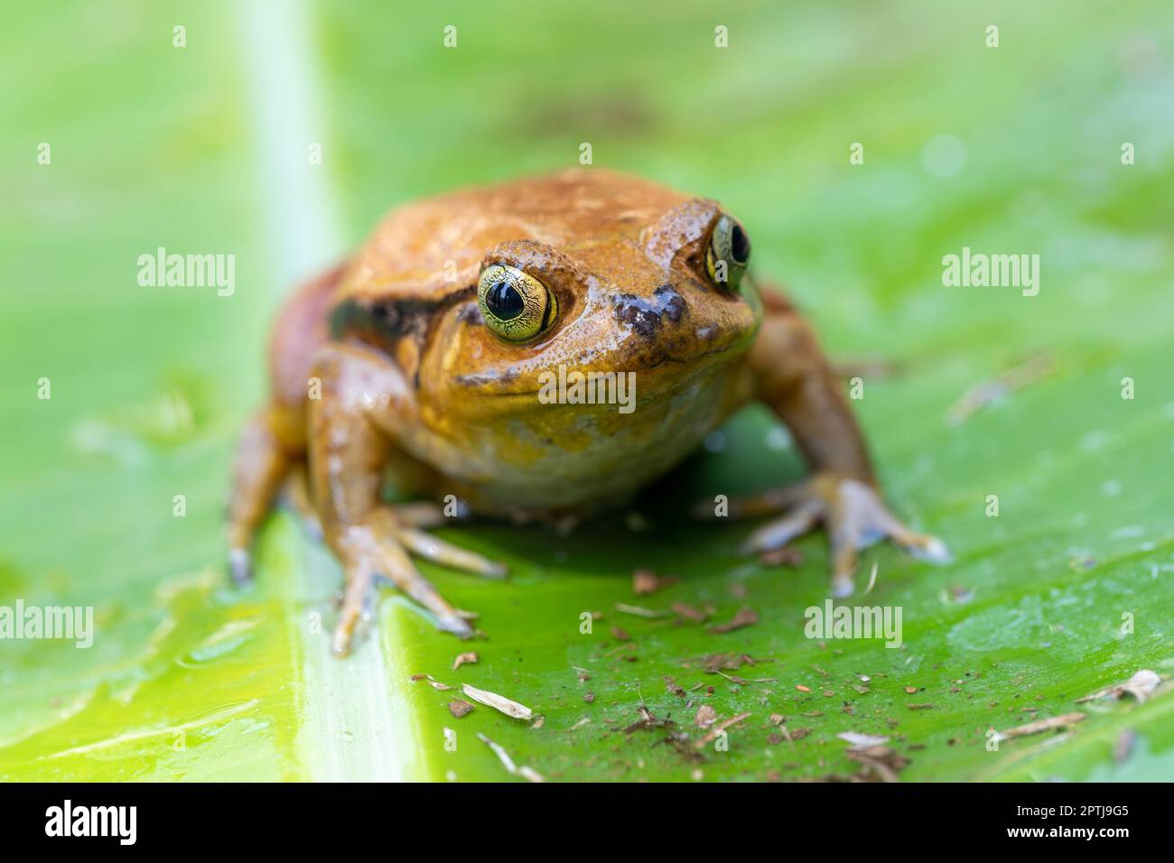 Dyscophus guineti, the false tomato frog or the Sambava tomato frog, is ...