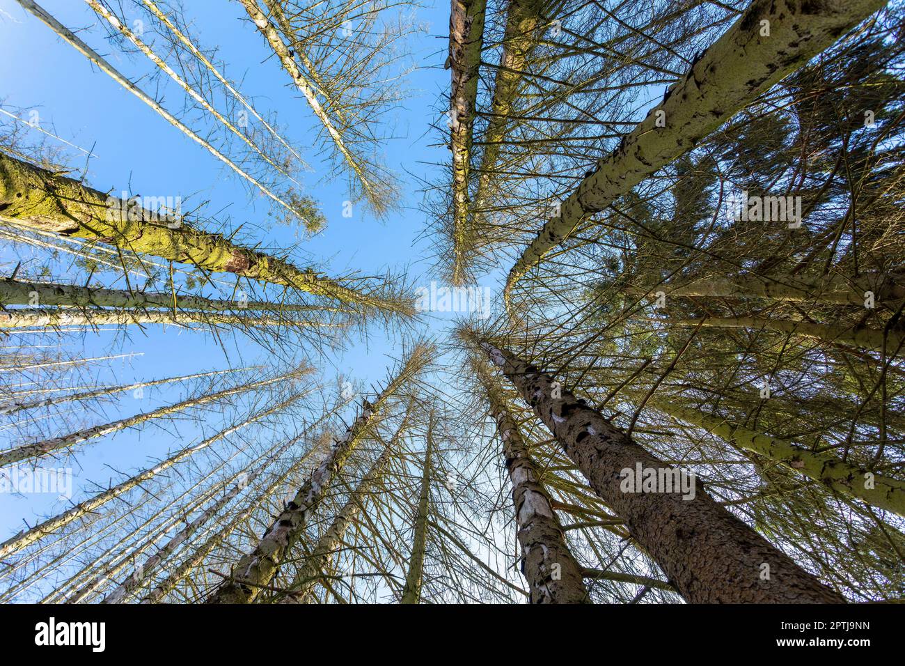 Rough bark spruce tree top infested with bark beetles, a symbol of ...