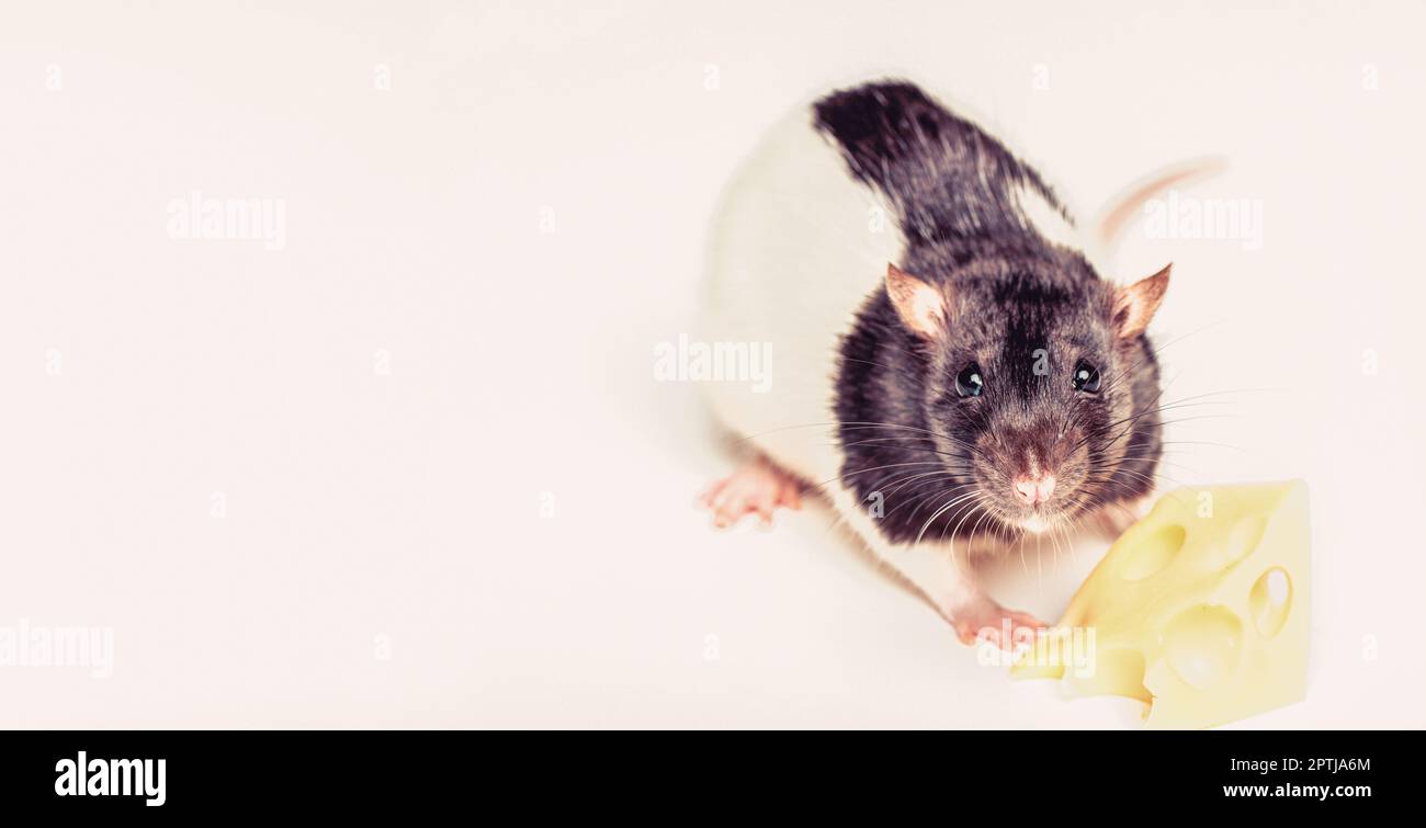 Cheese and mouse. Little mouse trying to move a piece of cheese. Mouse ...