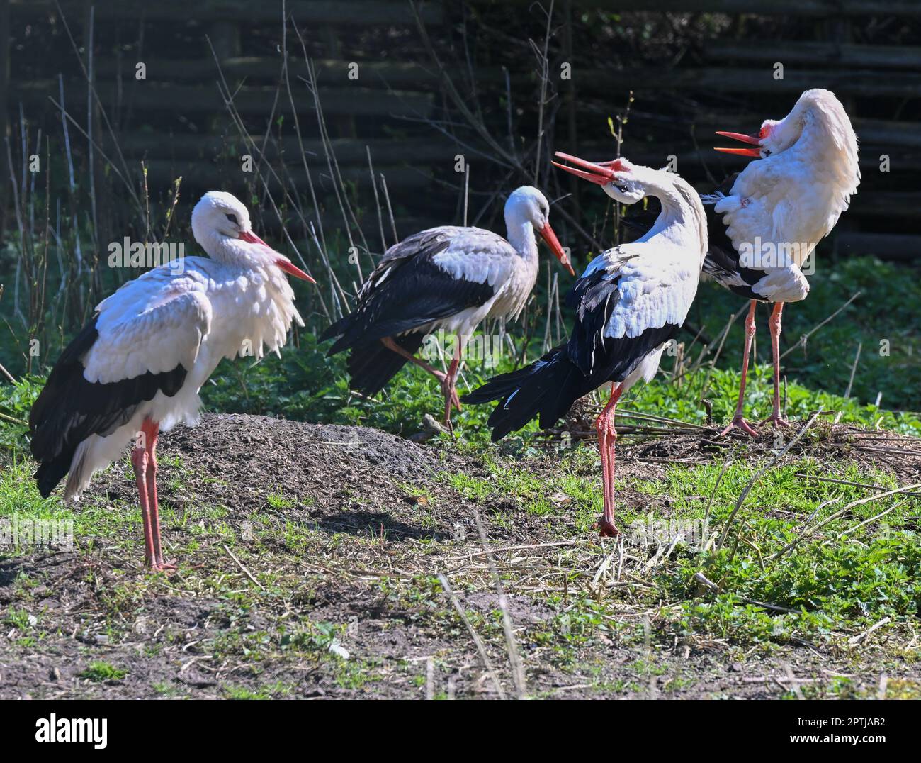 Reddern, Germany. 21st Apr, 2023. White storks stand in an enclosure at ...
