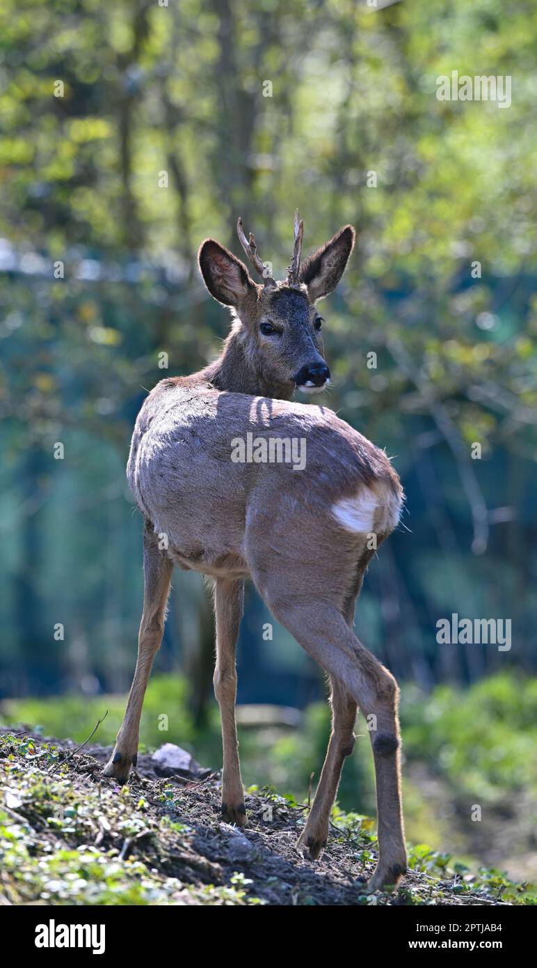 Reddern, Germany. 21st Apr, 2023. A young roebuck stands in an ...
