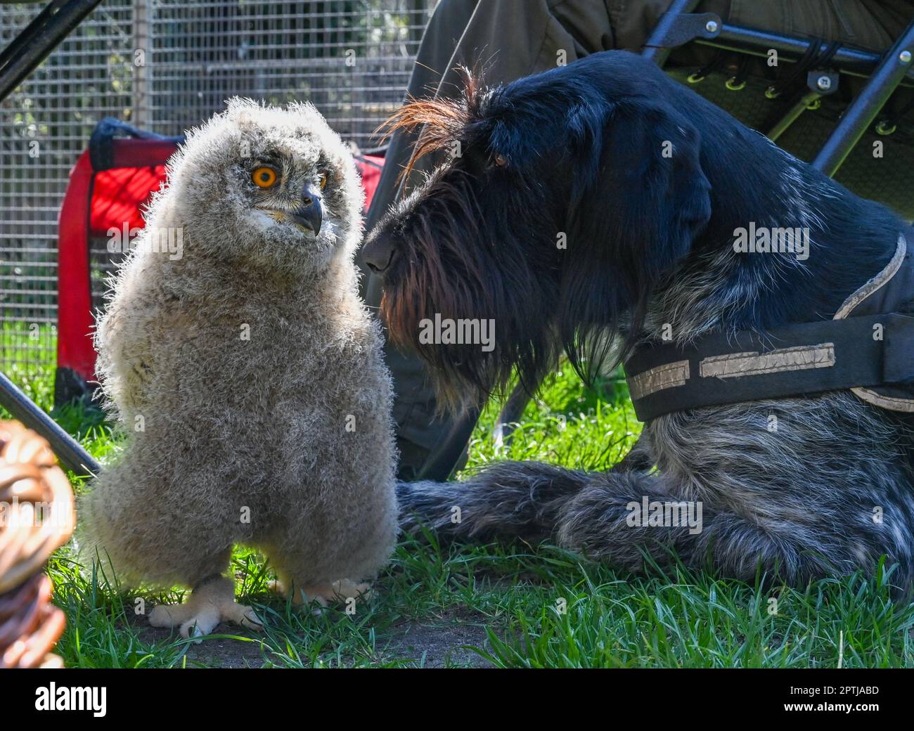 Reddern, Germany. 21st Apr, 2023. The young eagle owl Bubi lives at the Reddern Wildlife ...
