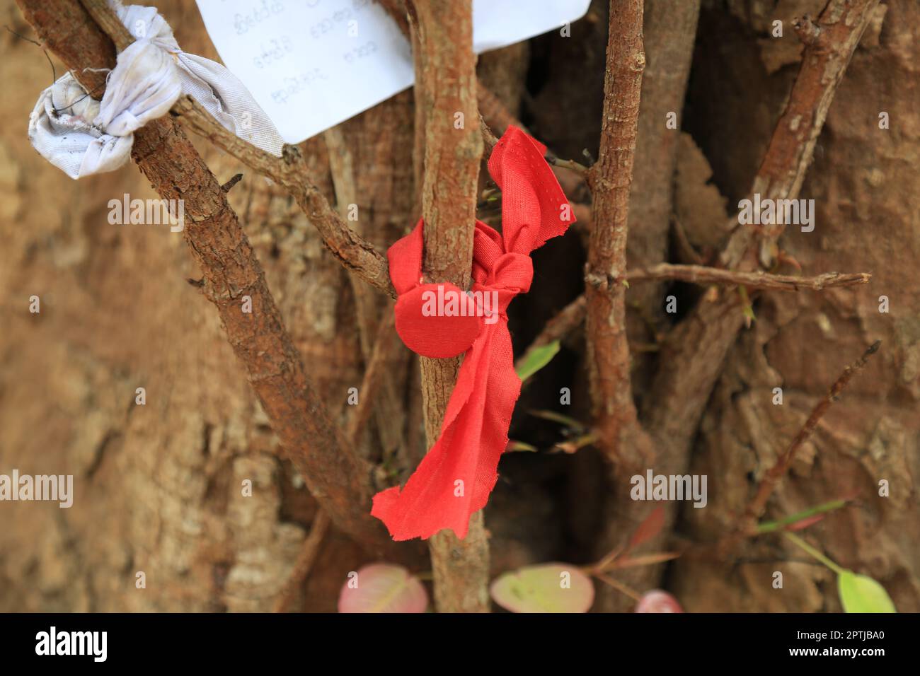 Red cloth tied tied up on Bodhi tree as a symbol of faith by Buddhist ...