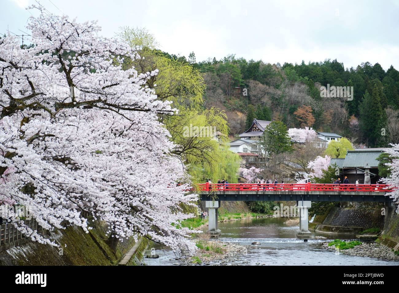 Sakura blossom at Nakabashi bridge on Miyagawa River, in Takayama, Gifu ...