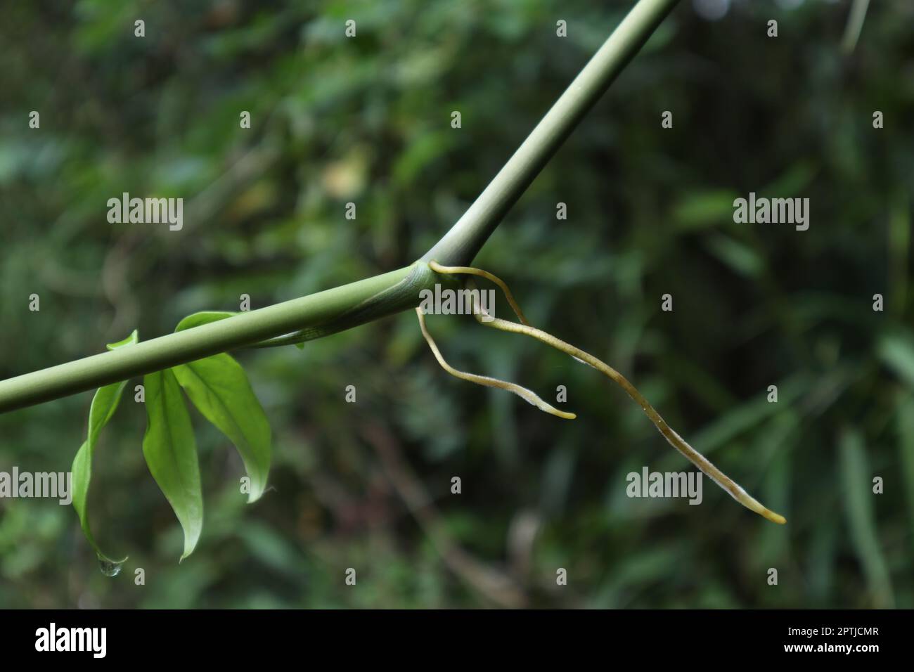 A green stem of an Arrowhead plant (Syngonium ) with the developing ...