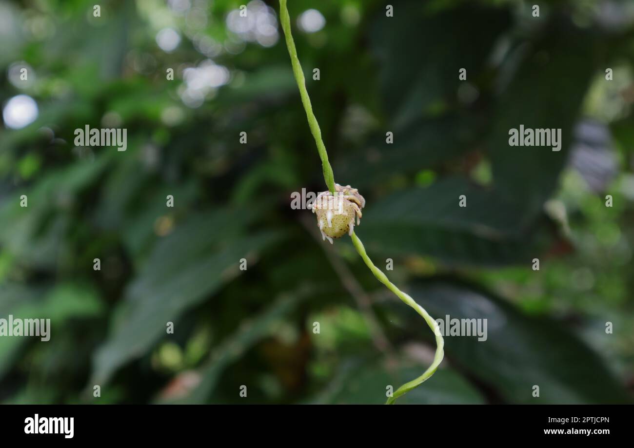 A small aerial tuber of a white yam variety is growing in vine stem ...