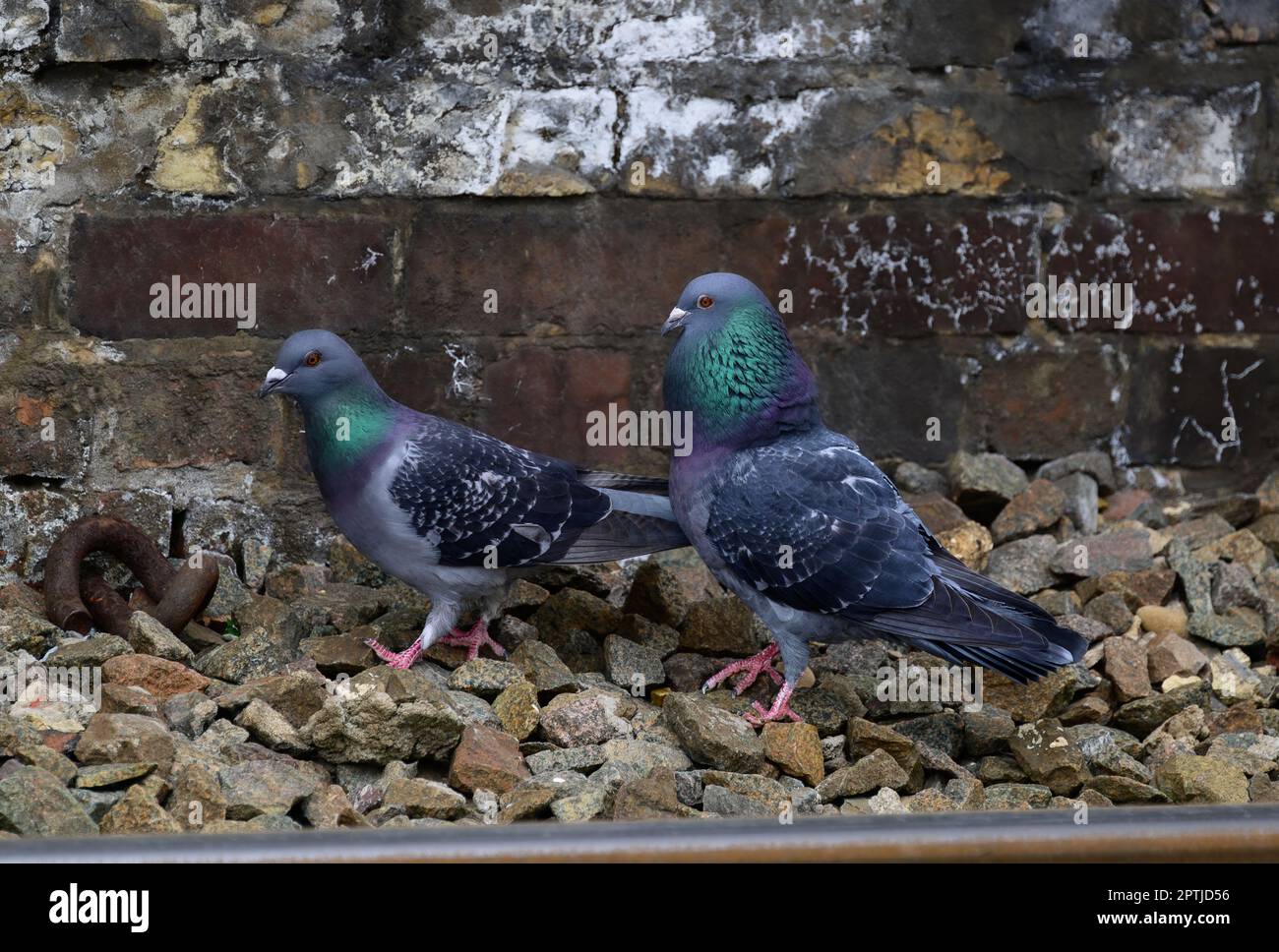Racing pigeon uk hi-res stock photography and images - Alamy