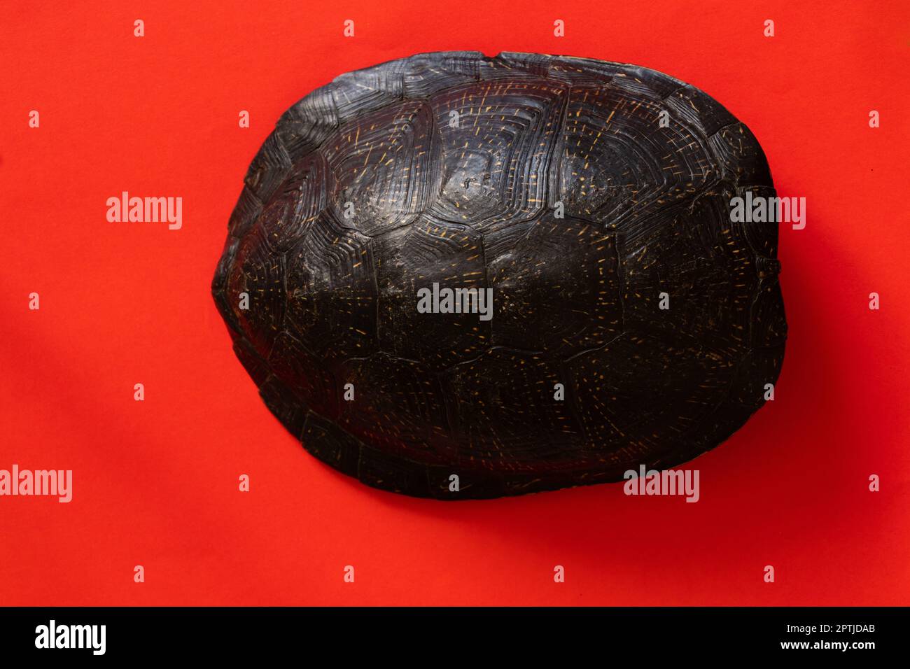 turtle shell on an isolated background Stock Photo - Alamy