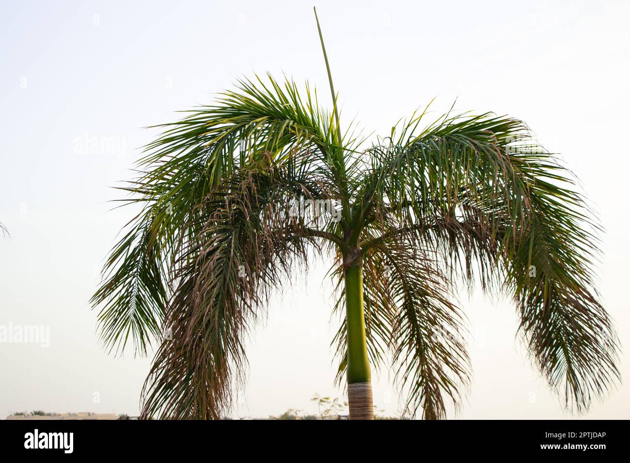Dates tree egypt hi-res stock photography and images - Alamy