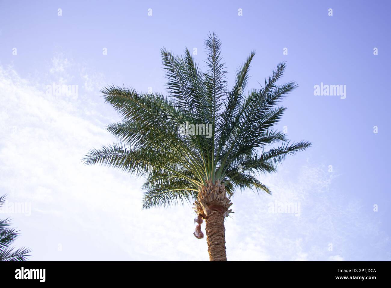 Dates tree egypt hi-res stock photography and images - Alamy
